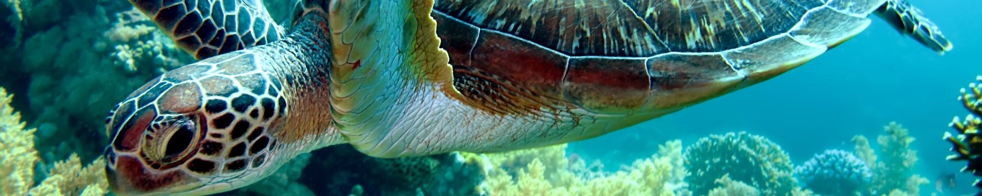 Turtle-Banner - Simply Cuba Tours